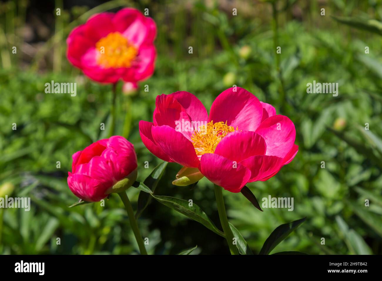 Rose pink Paeonia 'Skylark' - Herbaceous Hybrid Peony Stock Photo - Alamy