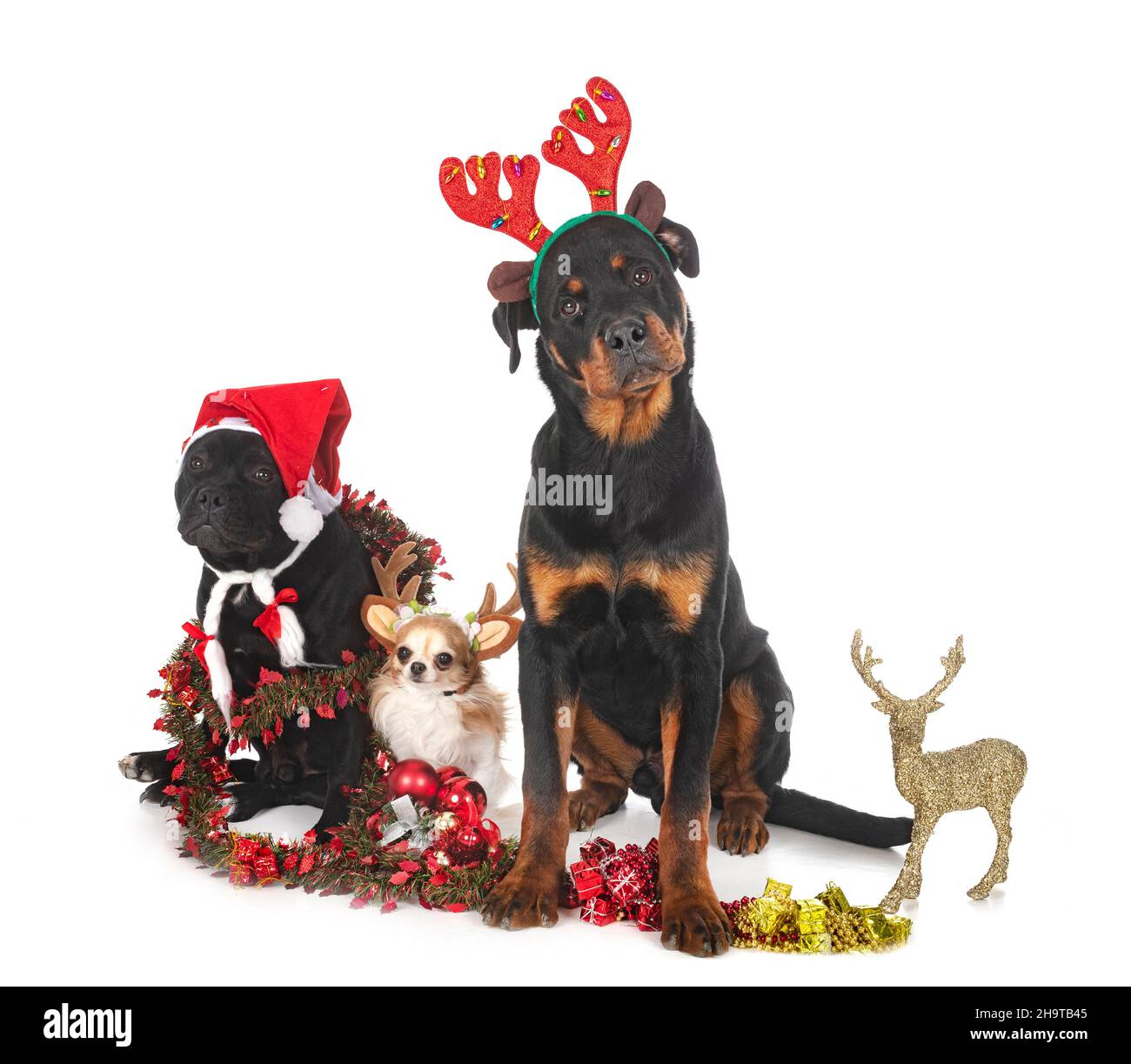 three dogs and christmas, in front of white background Stock Photo - Alamy