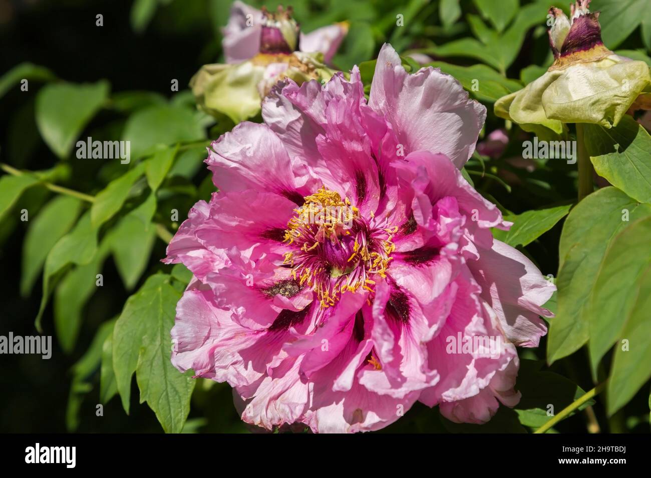 Rockii hybrid hi-res stock photography and images - Alamy