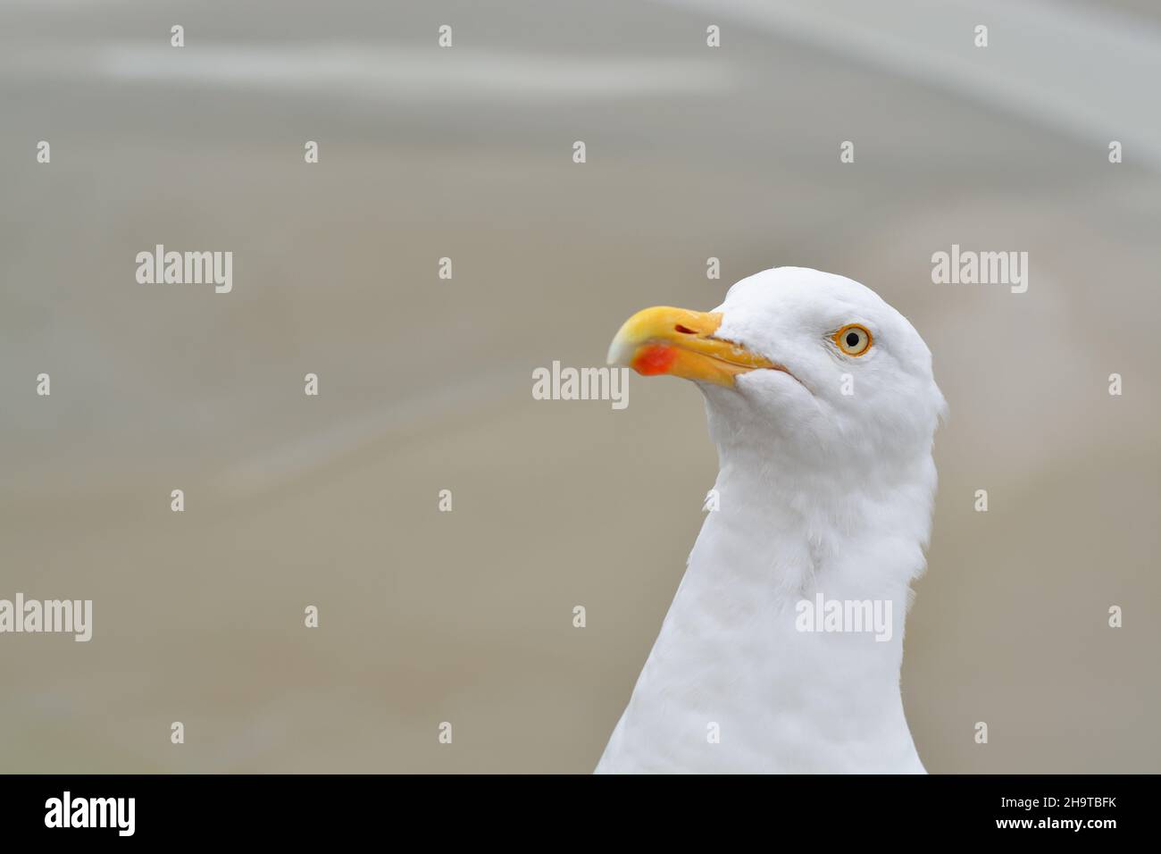 Portrait of a seagull looking with curiosity Stock Photo - Alamy