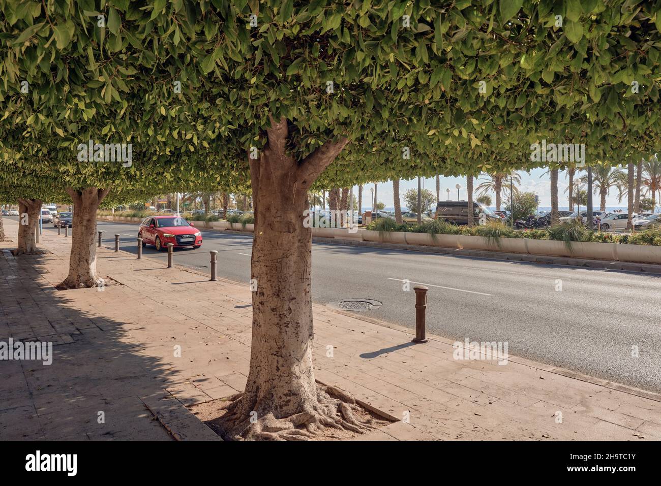 Red car driving on the national road 332, (N-332) dome of trees of the ...