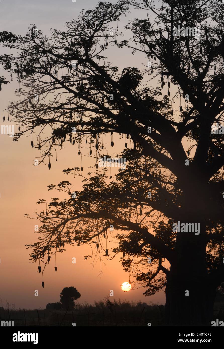A baobab tree (Adansonia species) with its pendulous fruit is ...