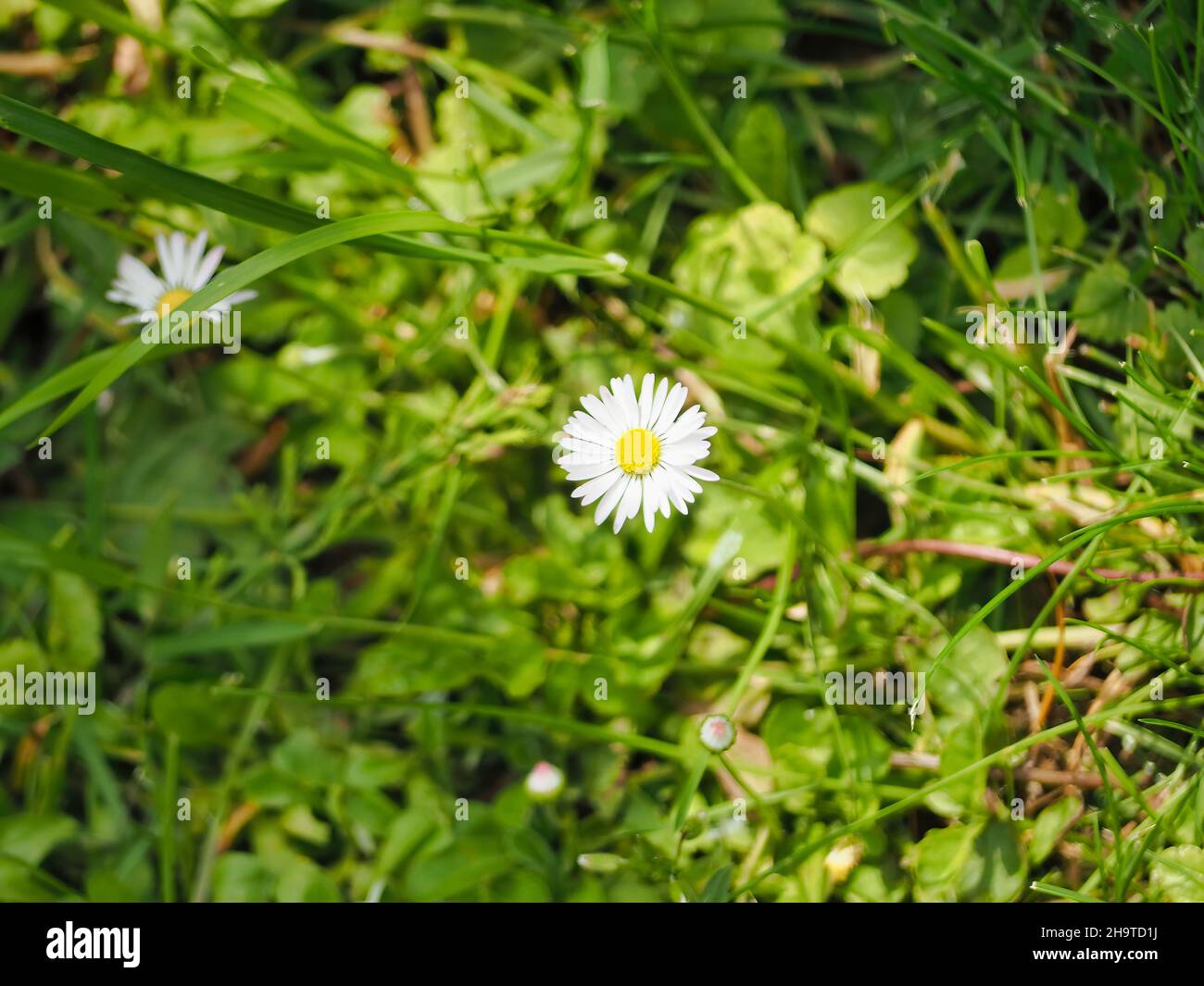 Closeup shot of beautiful Daisies growing in the garden under sunbeams ...