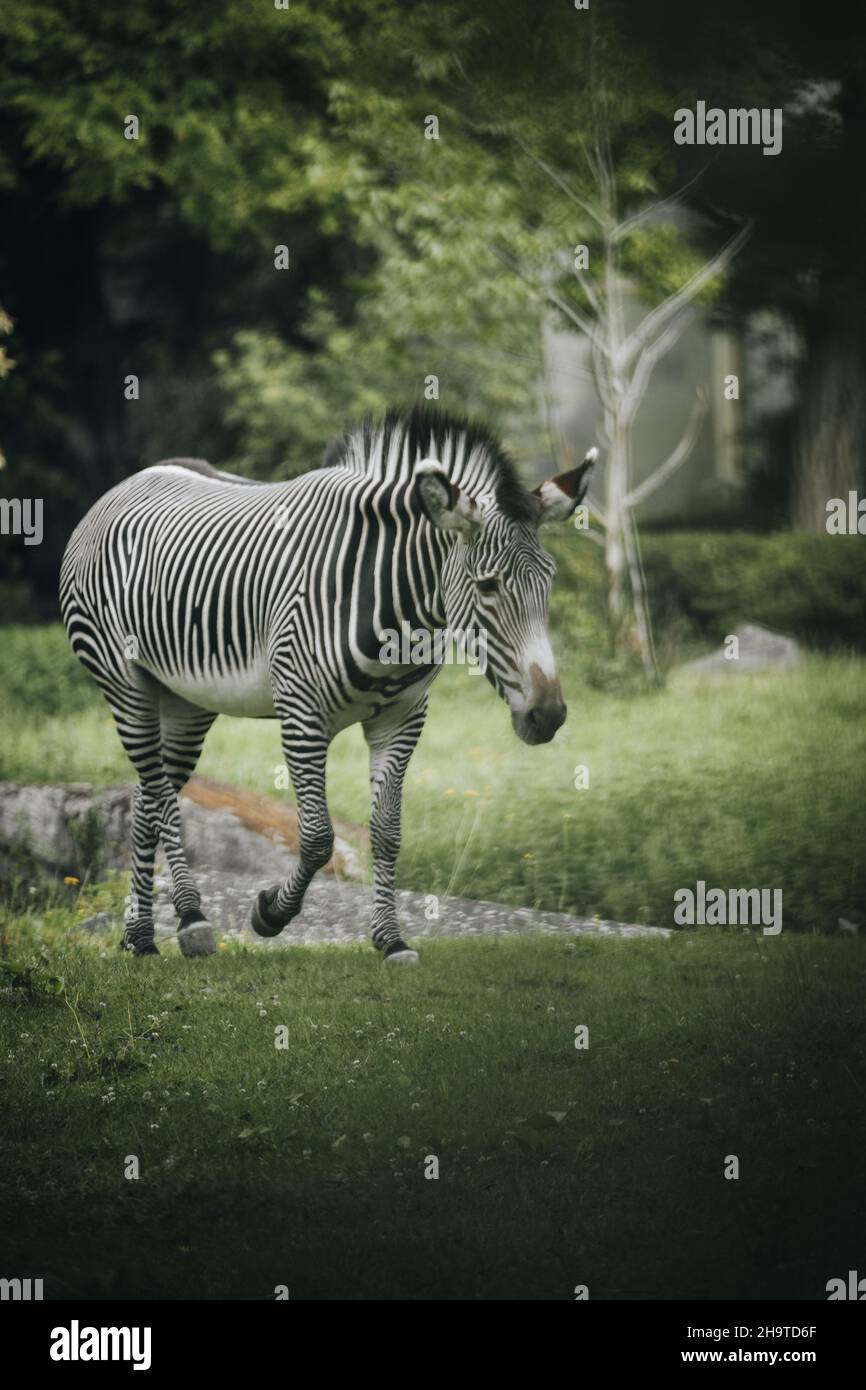 Vertical shot zebra walking hi-res stock photography and images - Alamy