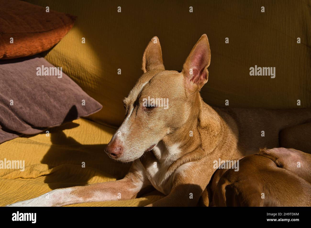 podenco dog resting and sunbathing on the sofa, pet Stock Photo - Alamy