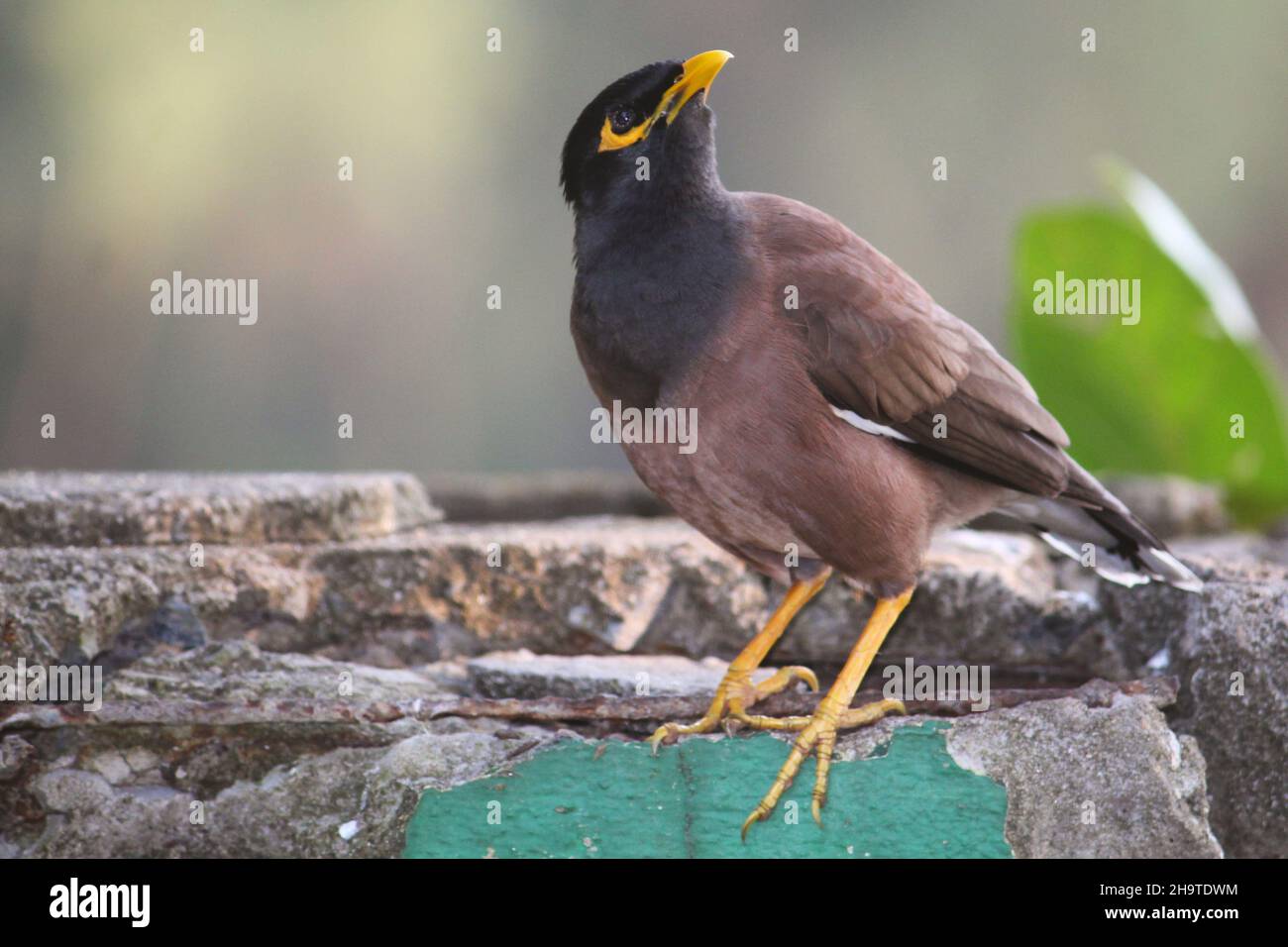 Close-up shot of a Common myna (Acridotheres tristis) bird perched on a ...