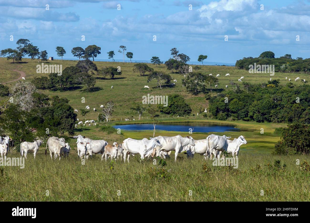 Livestock. Nelore cattle in Bananeiras, Paraíba, Brazil Stock Photo - Alamy