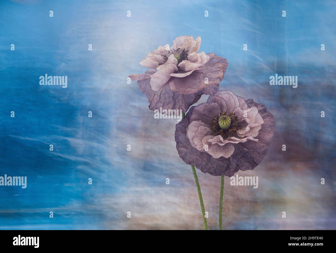 Amazing Grey poppies Stock Photo - Alamy