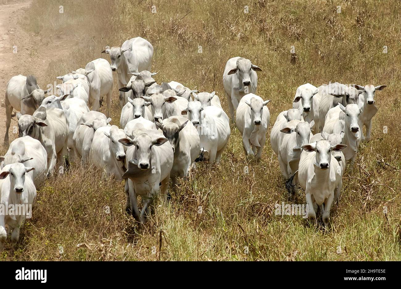Brazilian exportation hi-res stock photography and images - Alamy
