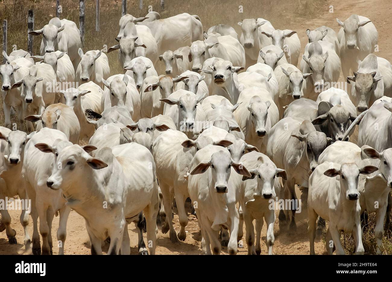 Livestock. Nelore cattle in Jacarau, Paraiba, Brazil on October 02 ...