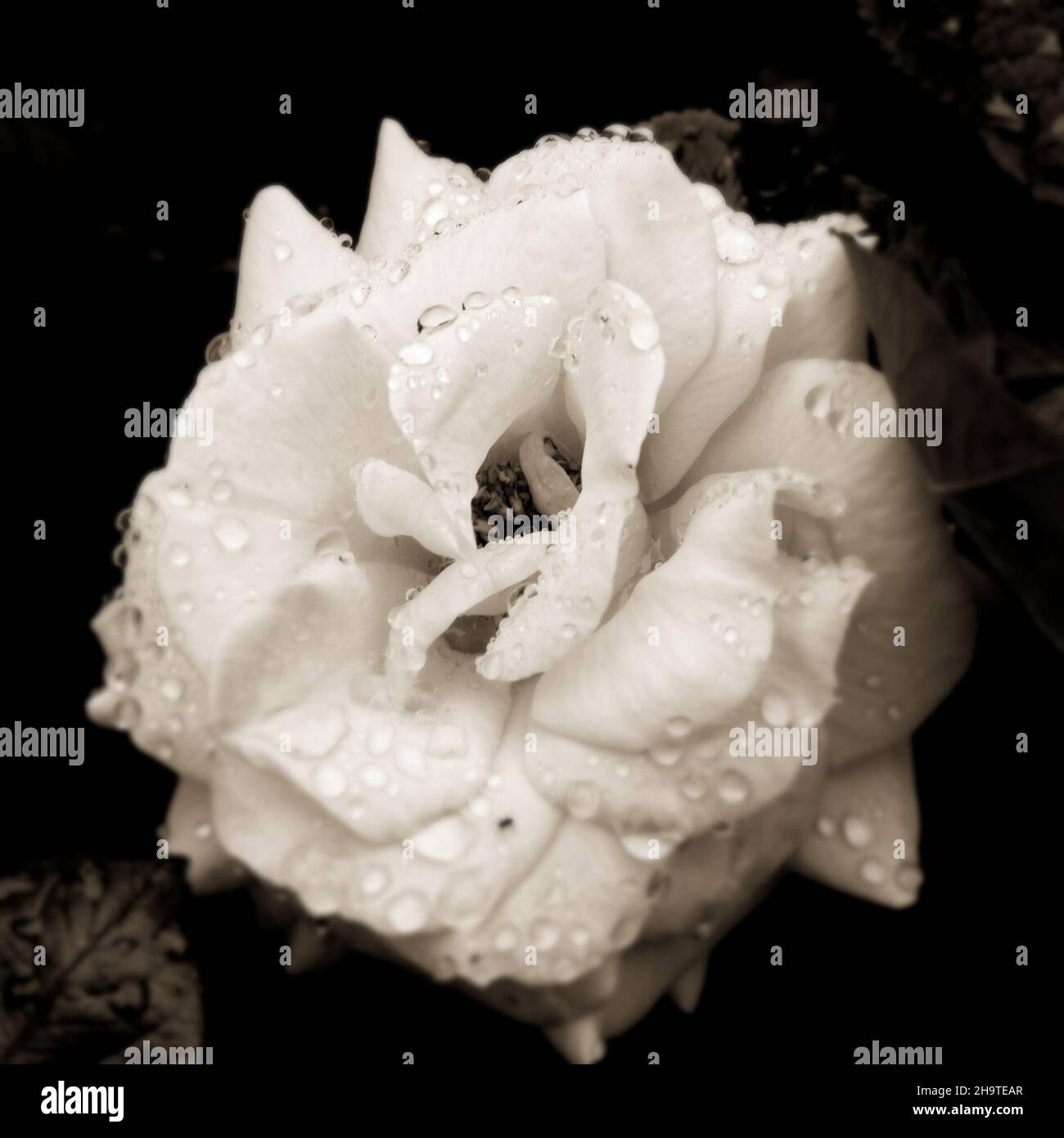 Grayscale shot of a rose flower with rain drops Stock Photo - Alamy