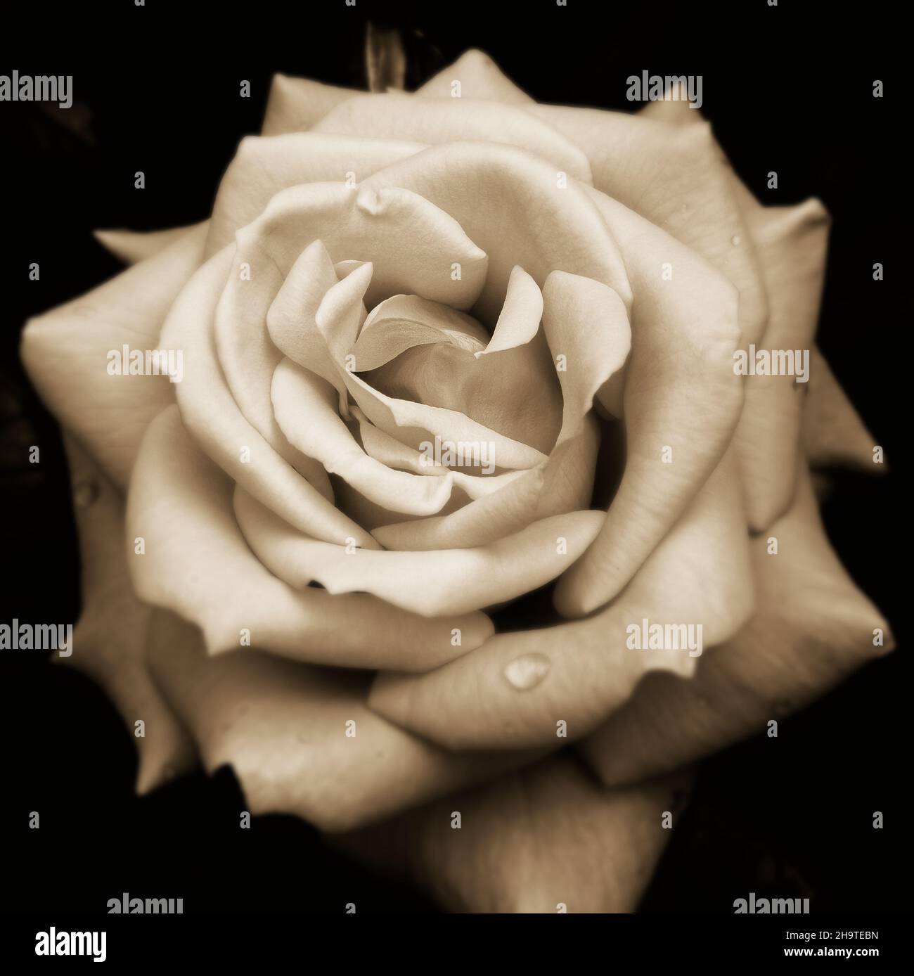 Grayscale Rose High Resolution Stock Photography and Images - Alamy