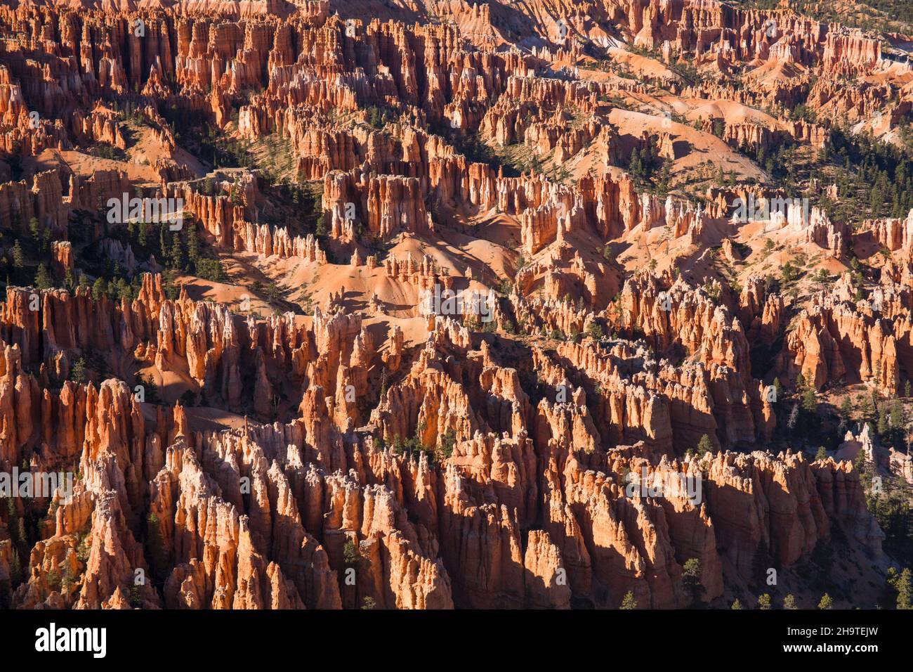 Bryce Canyon National Park, Utah, USA. View over forest of hoodoos in ...
