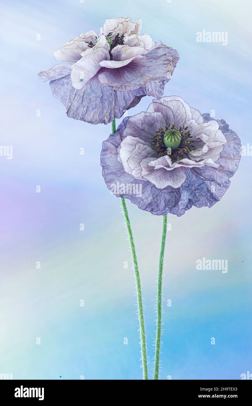 Papaver amazing grey hi-res stock photography and images - Alamy