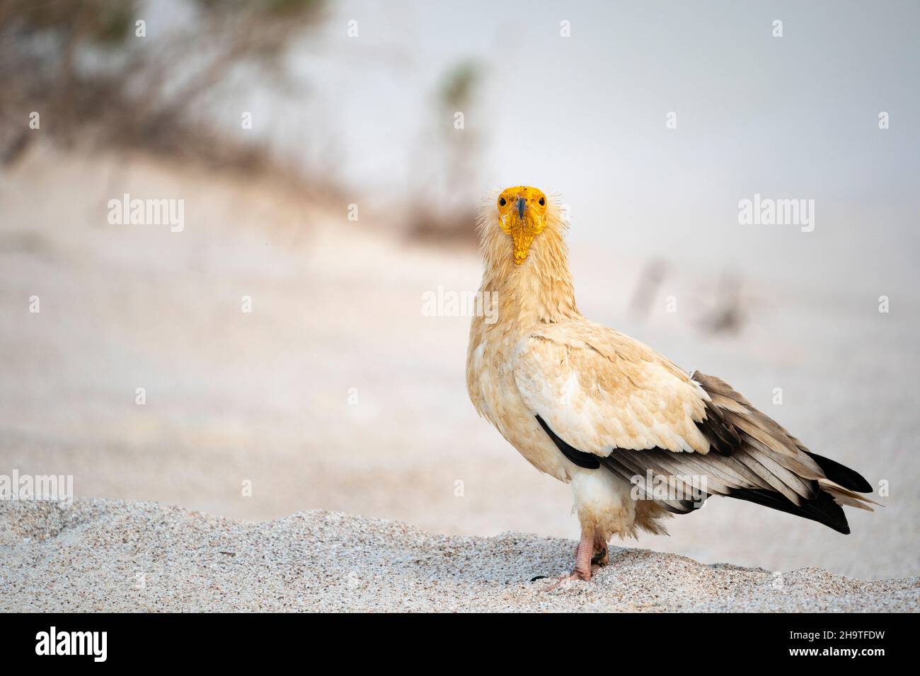 egyptian vulture also called as pharaoh's chicken on Socotra island (CTK Photo/Ondrej Zaruba ...