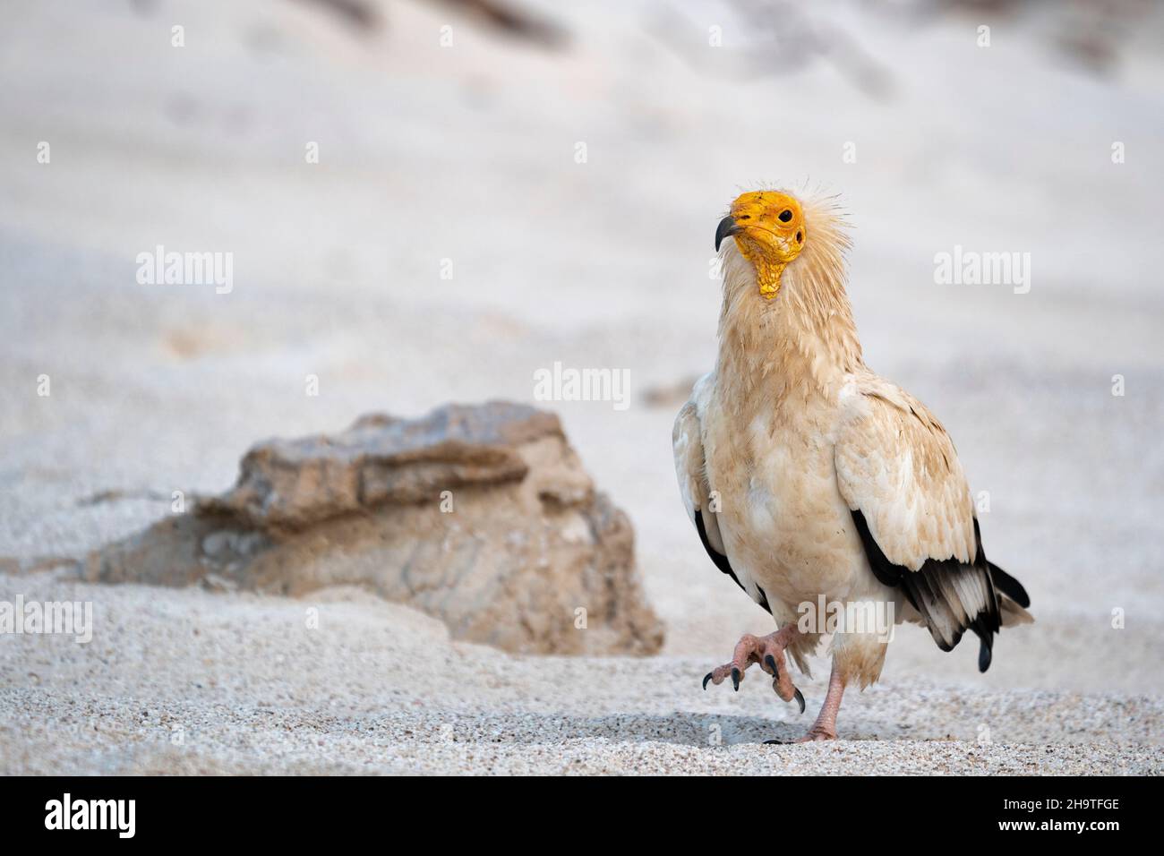 egyptian vulture also called as pharaoh's chicken on Socotra island ...