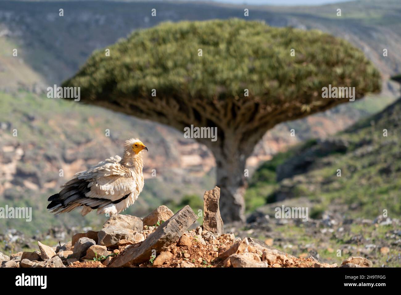 egyptian vulture also called as pharaoh's chicken on Socotra island ...