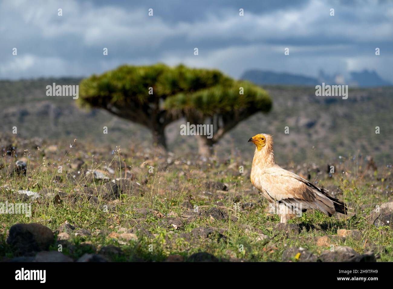 egyptian vulture also called as pharaoh's chicken on Socotra island ...