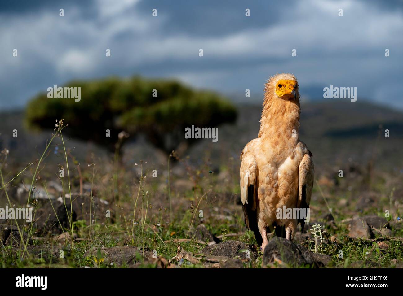 egyptian vulture also called as pharaoh's chicken on Socotra island ...
