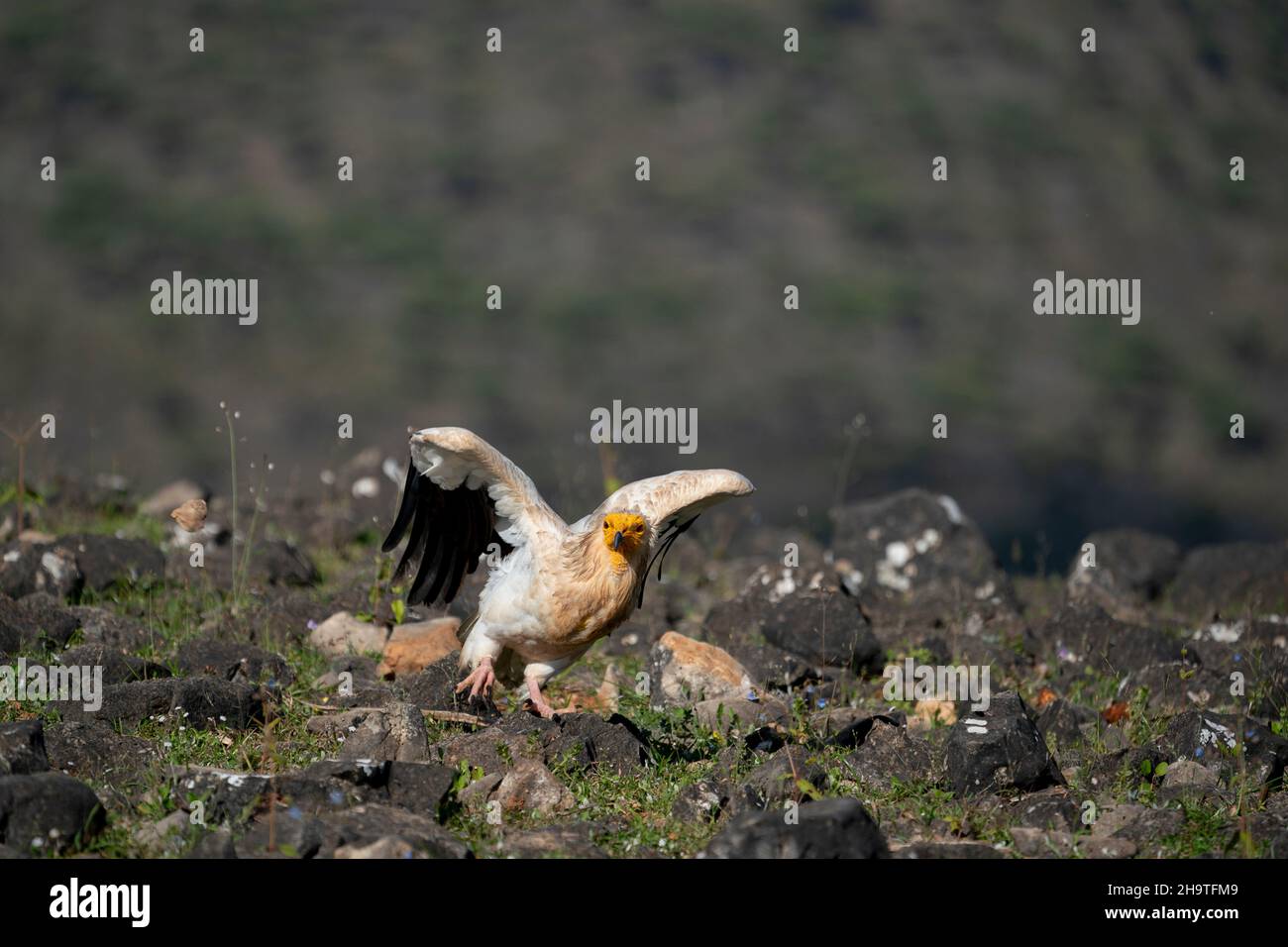 egyptian vulture also called as pharaoh's chicken on Socotra island ...