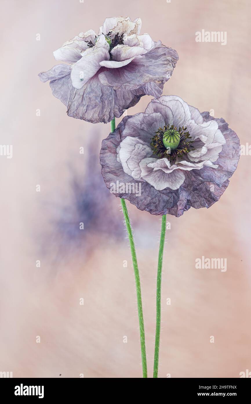Amazing Grey poppies Stock Photo - Alamy