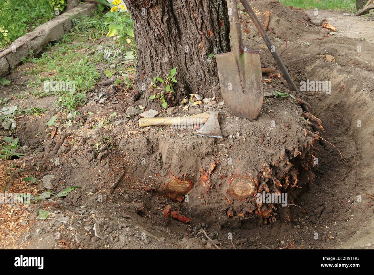 Old tree uprooting. Around the tree, the earth was dug up and the roots ...