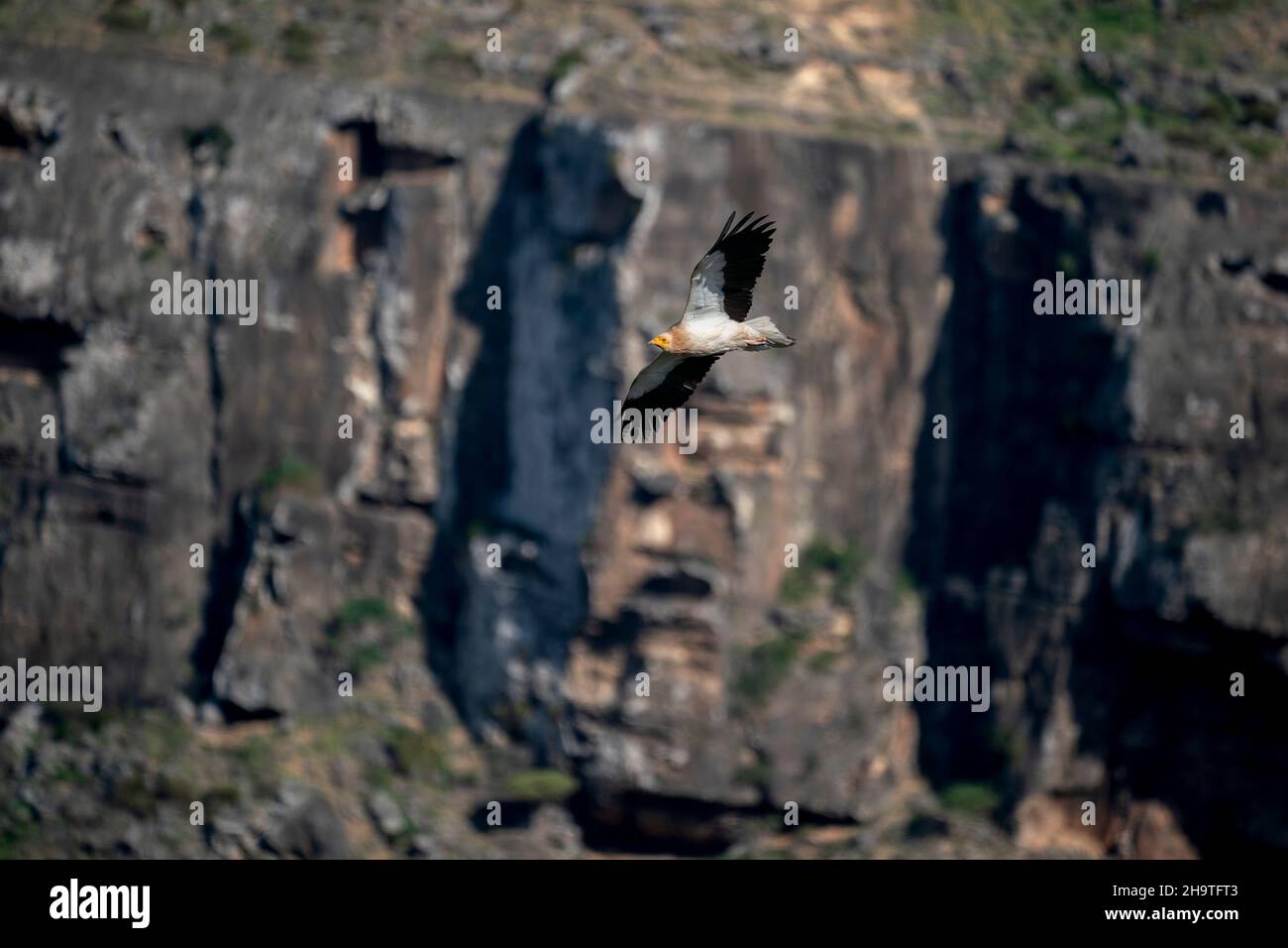 egyptian vulture also called as pharaoh's chicken on Socotra island ...