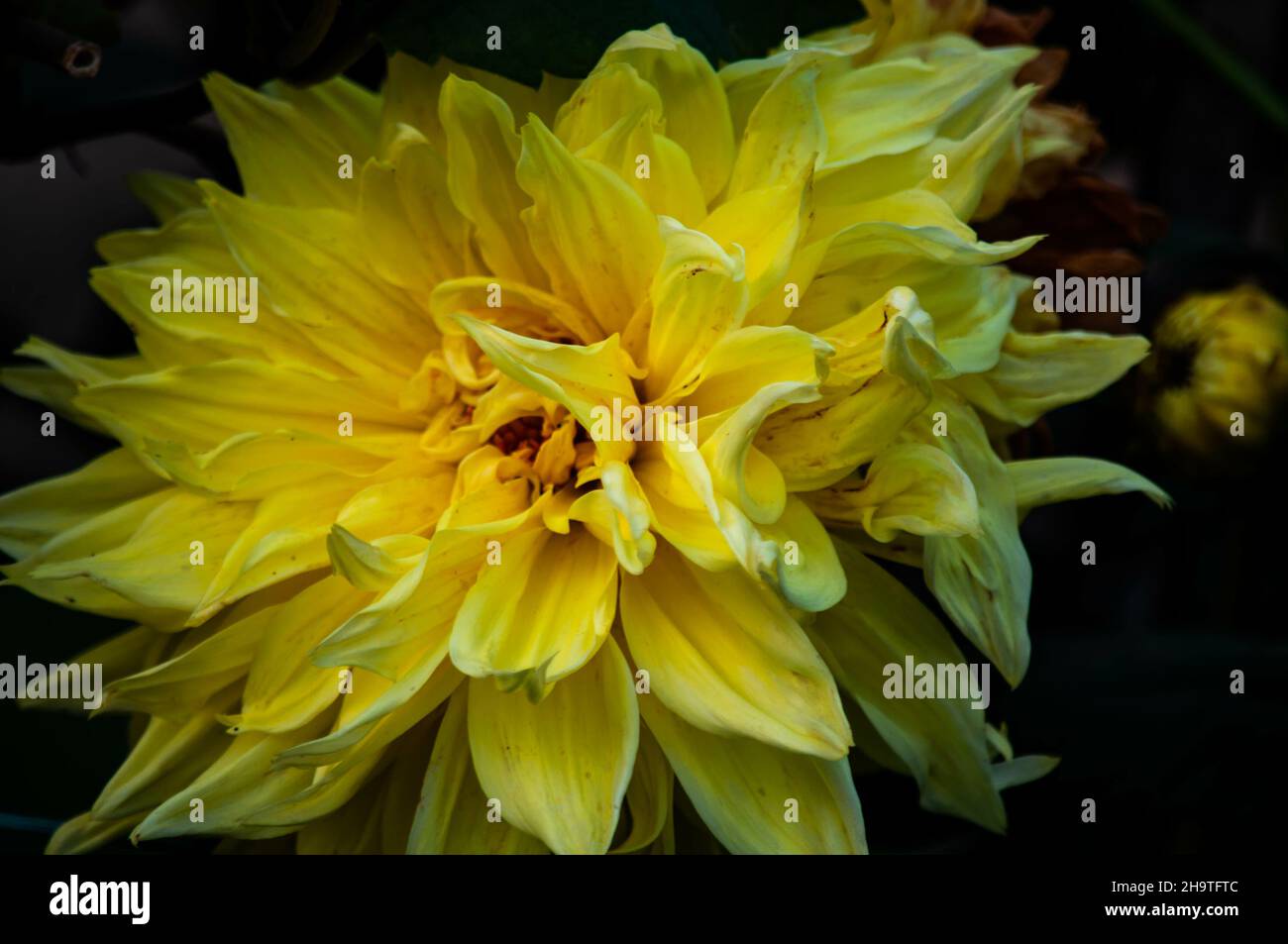 Yellow dahilia flower hi-res stock photography and images - Alamy