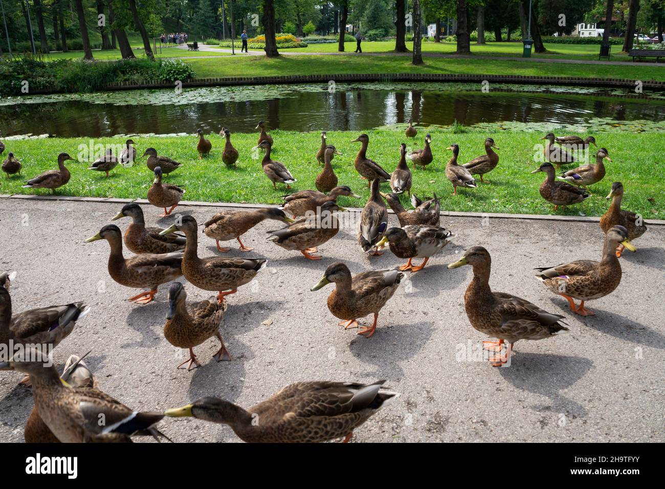 Closeup shot ground park hi-res stock photography and images - Alamy