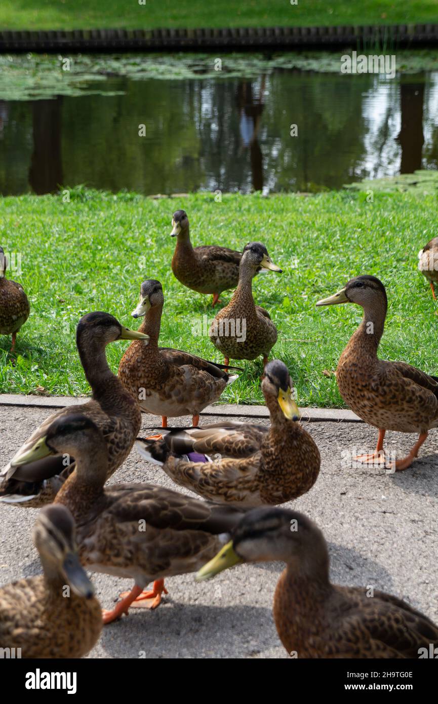 Closeup shot ground park hi-res stock photography and images - Alamy
