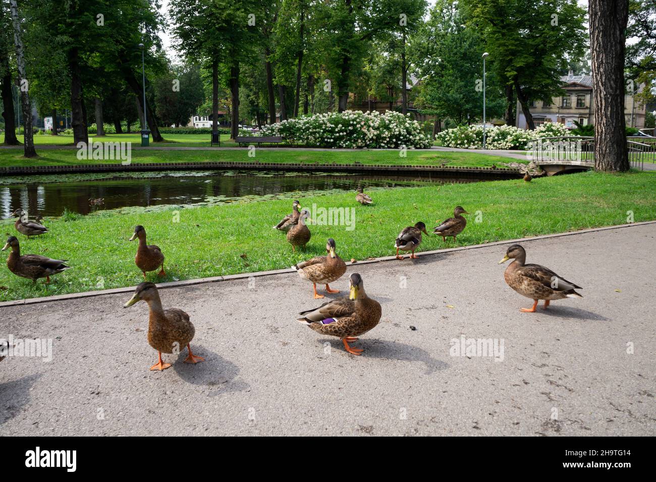 Closeup shot ground park hi-res stock photography and images - Alamy