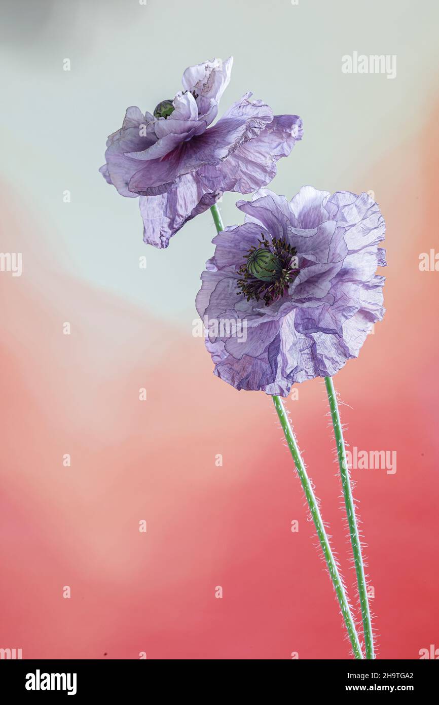 Amazing Grey poppies Stock Photo - Alamy