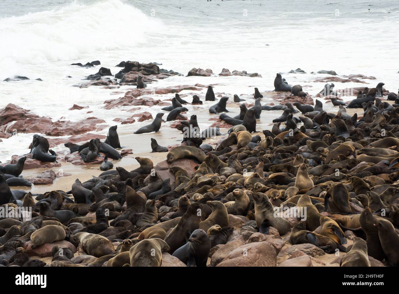 Sea lions colony at Cape Cross. Coast of Namibia, Africa Stock Photo ...