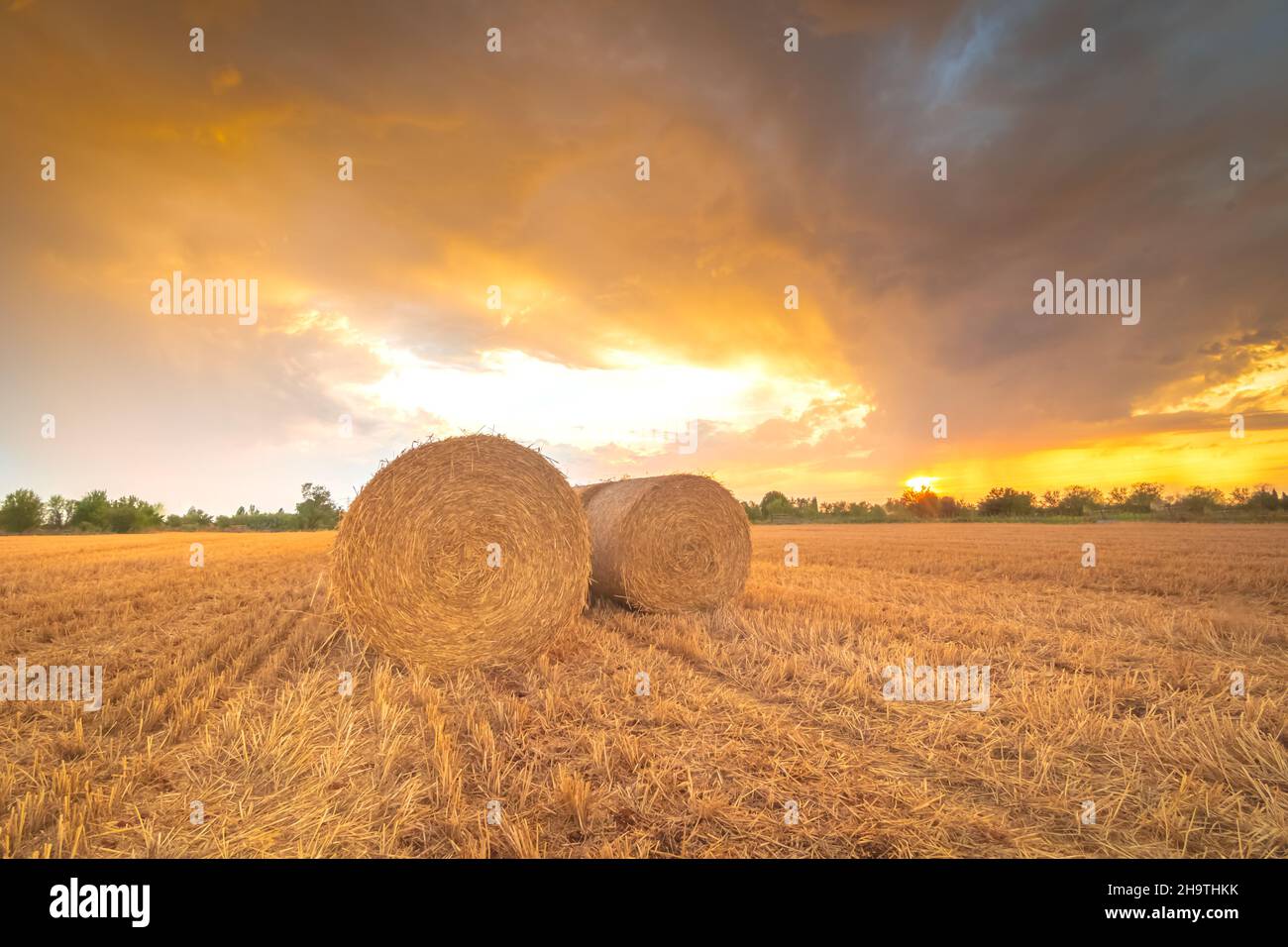 Summer harvest. Field of wheat after the harvest of wheat and put in ...