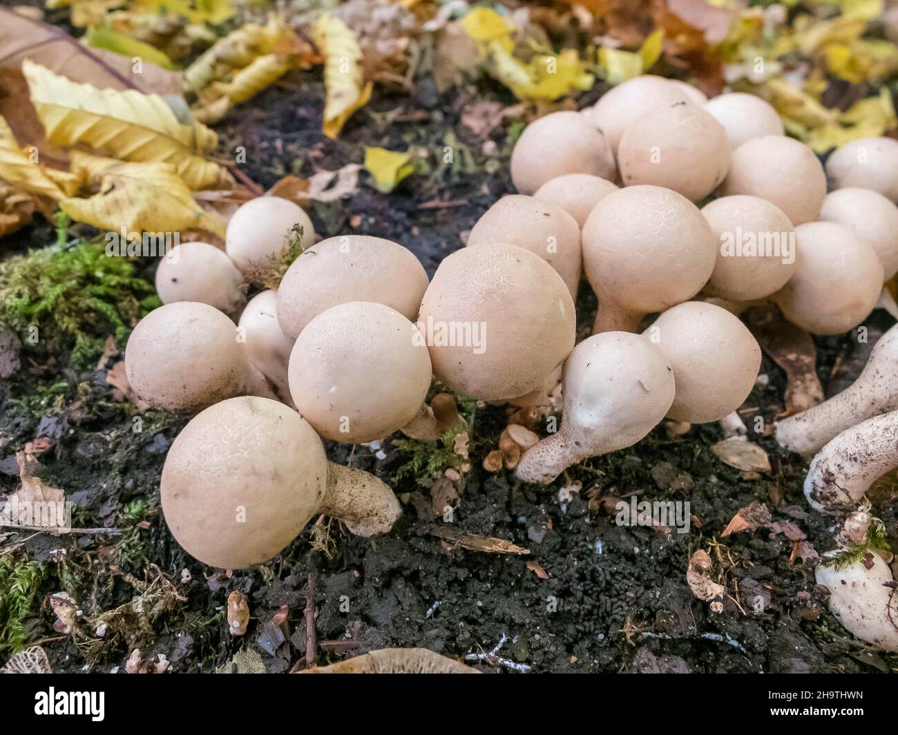 Young puffballs hi-res stock photography and images - Alamy