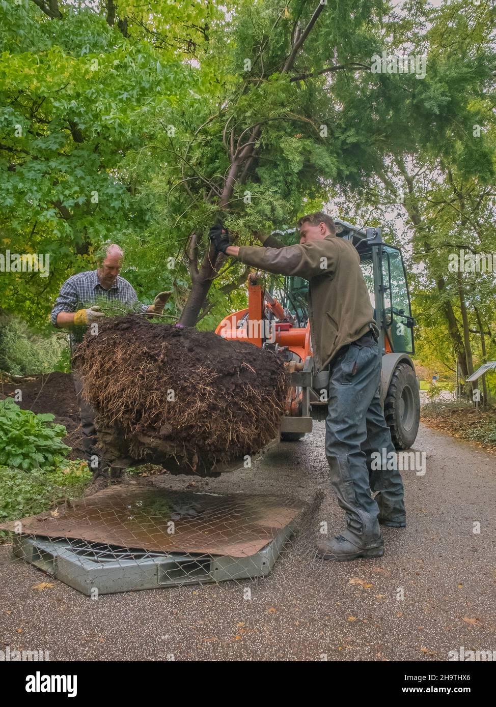 shifting of a tree in the Botanical Garden, series picture 3/6, Germany ...
