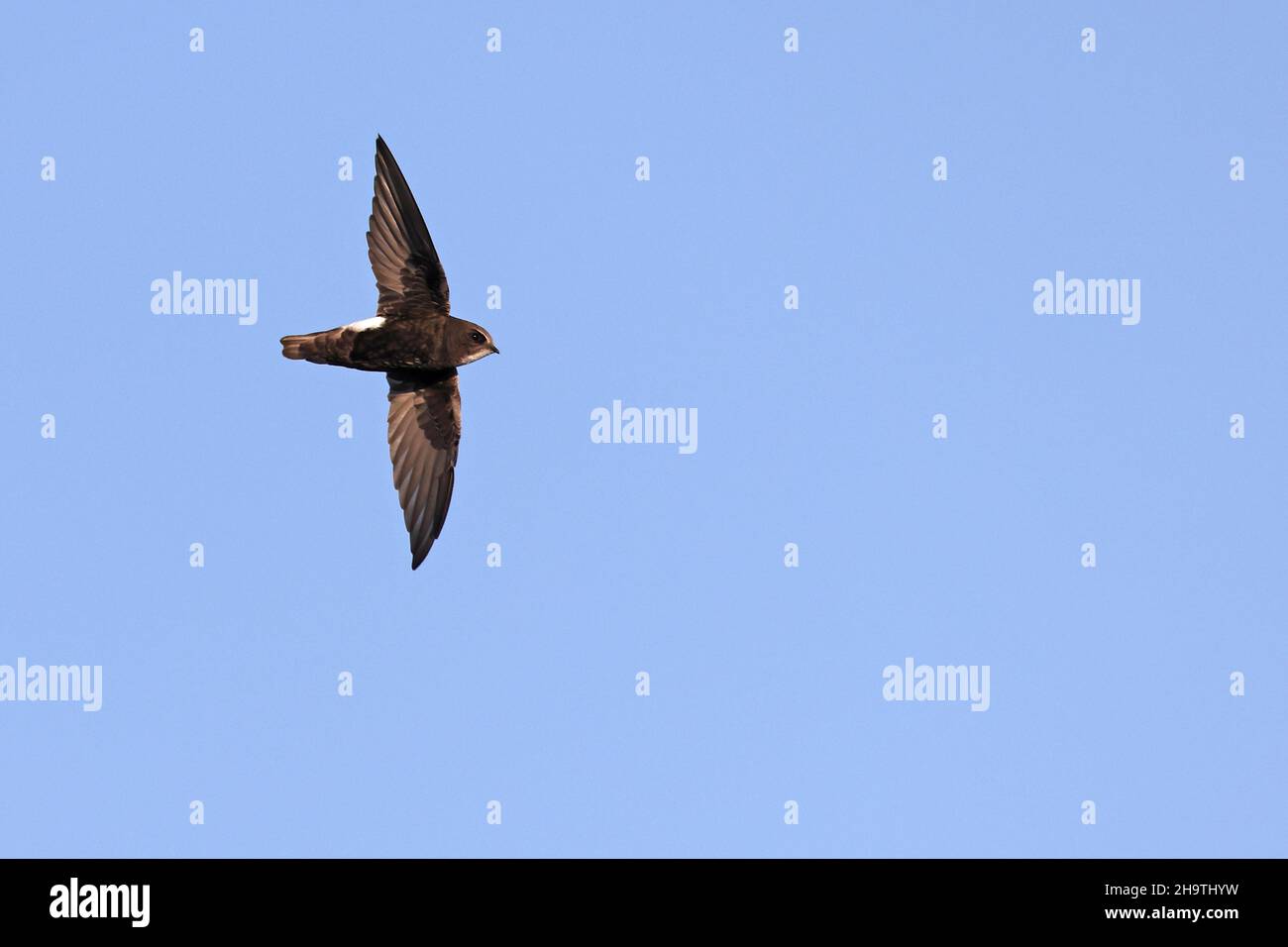 House swift, Little Swift (Apus affinis), in flight, Spain, Andalusia ...