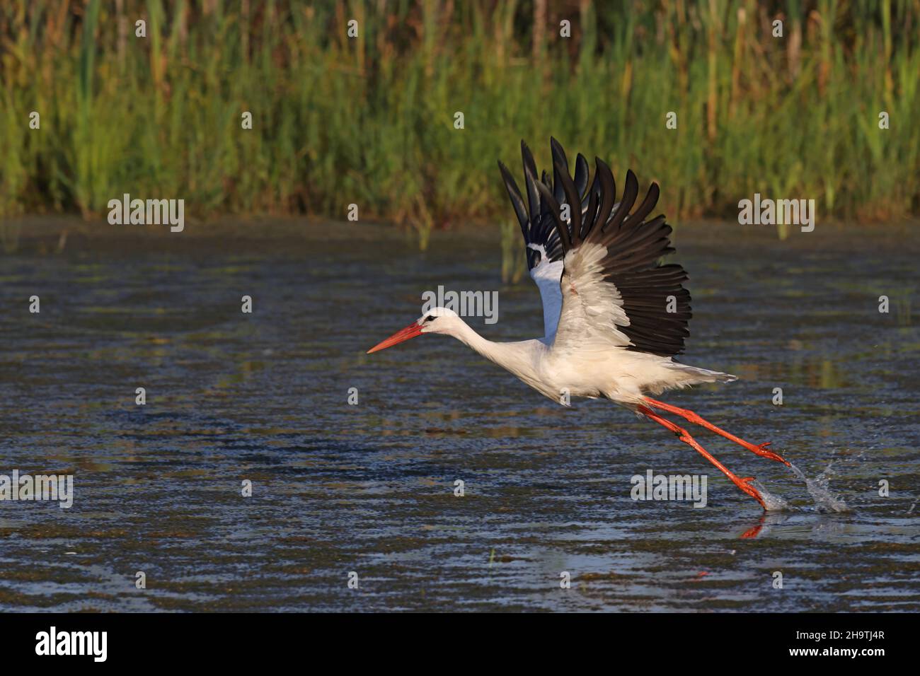 Stork bird birds netherlands holland hi-res stock photography and ...