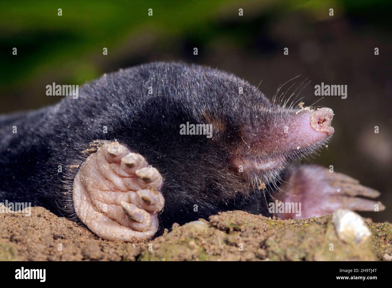 European mole, Common mole, Northern mole (Talpa europaea), looking out ...