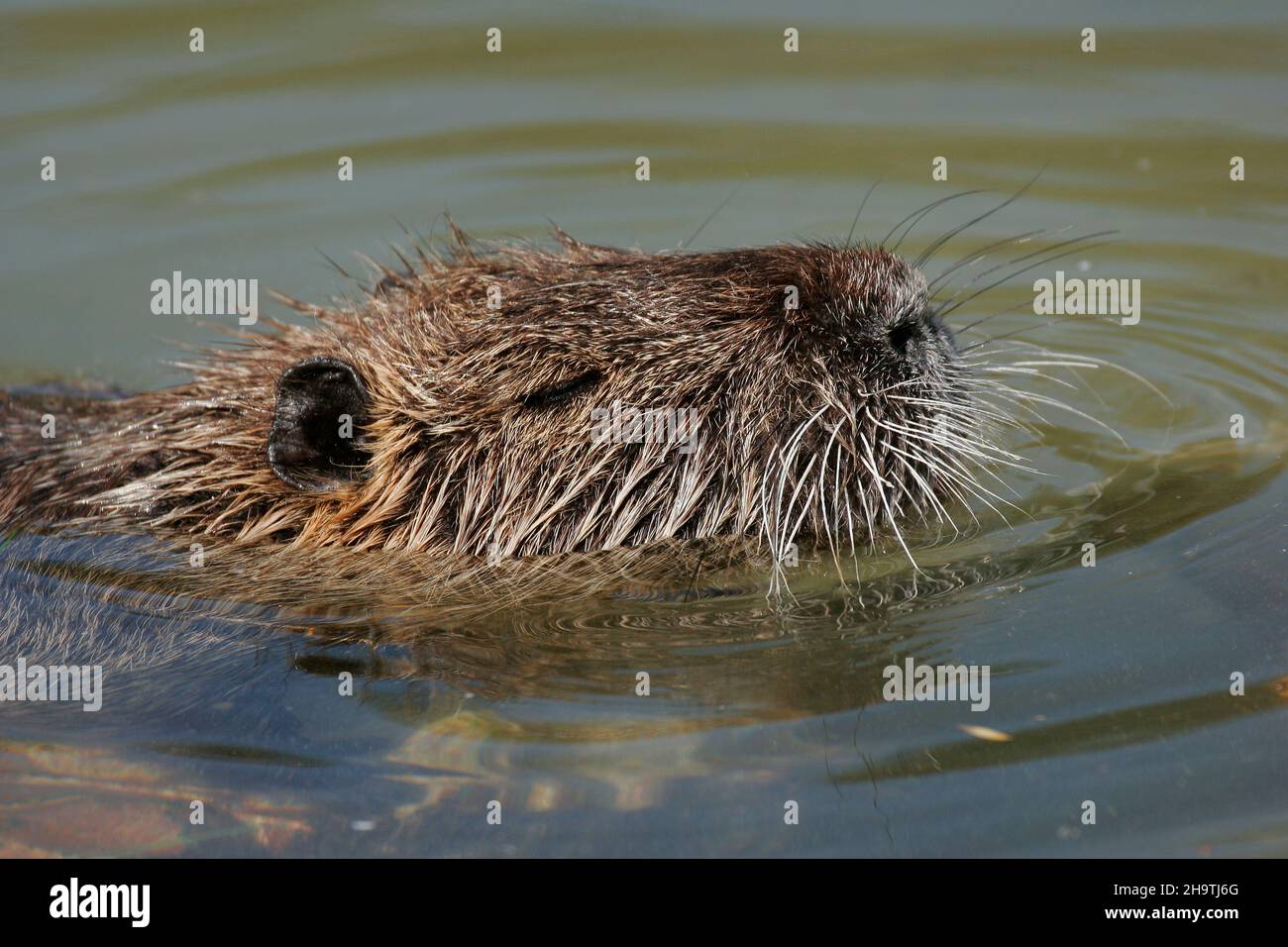 coypu, nutria (Myocastor coypus), swimming, portrait, Germany Stock ...
