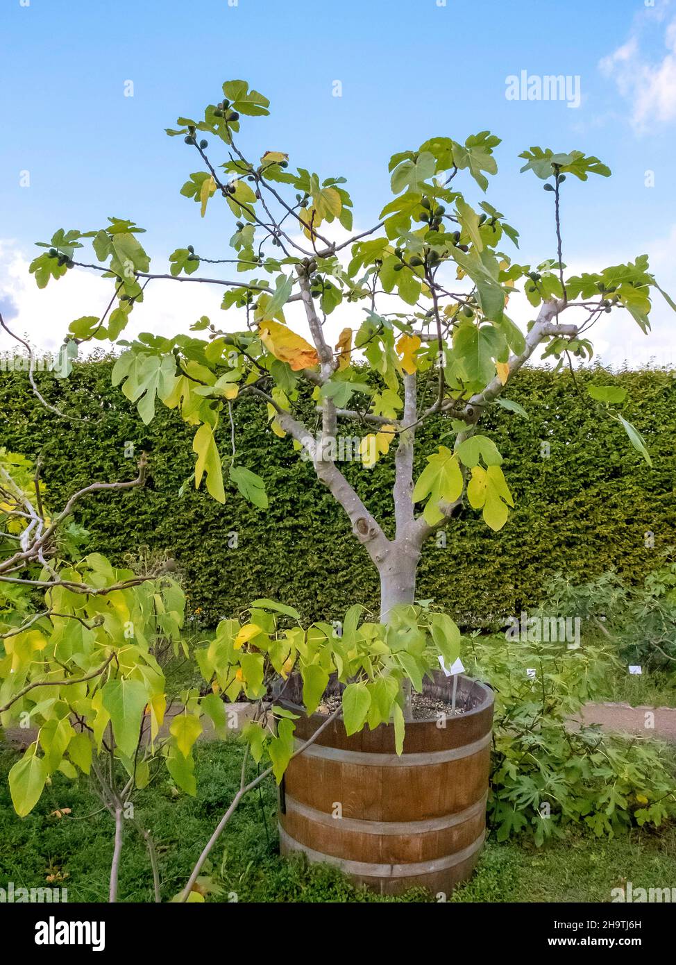 Edible fig, Common fig, Figtree (Ficus carica), container plant in the ...