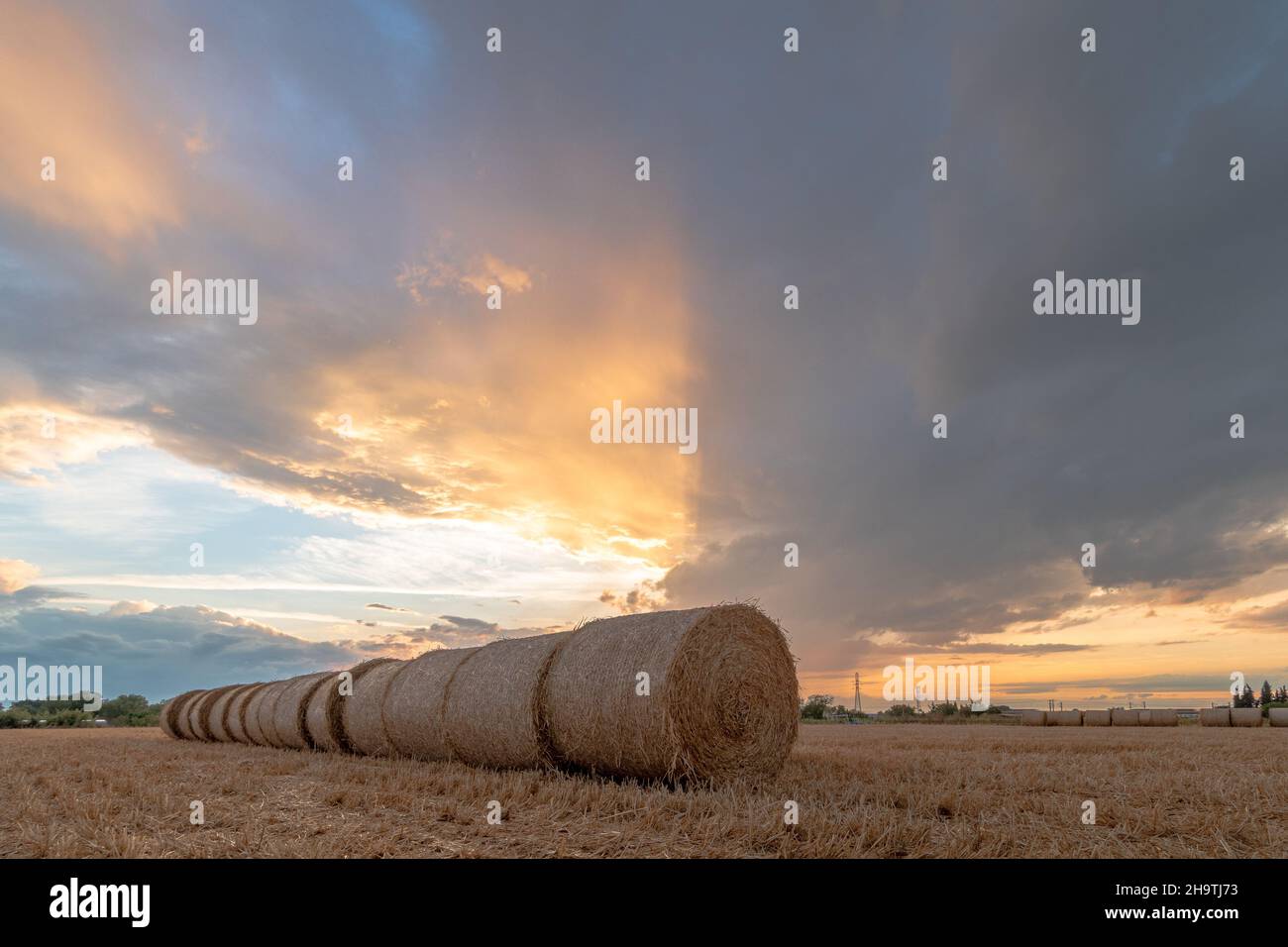 Summer harvest. Field of wheat after the harvest of wheat and put in ...