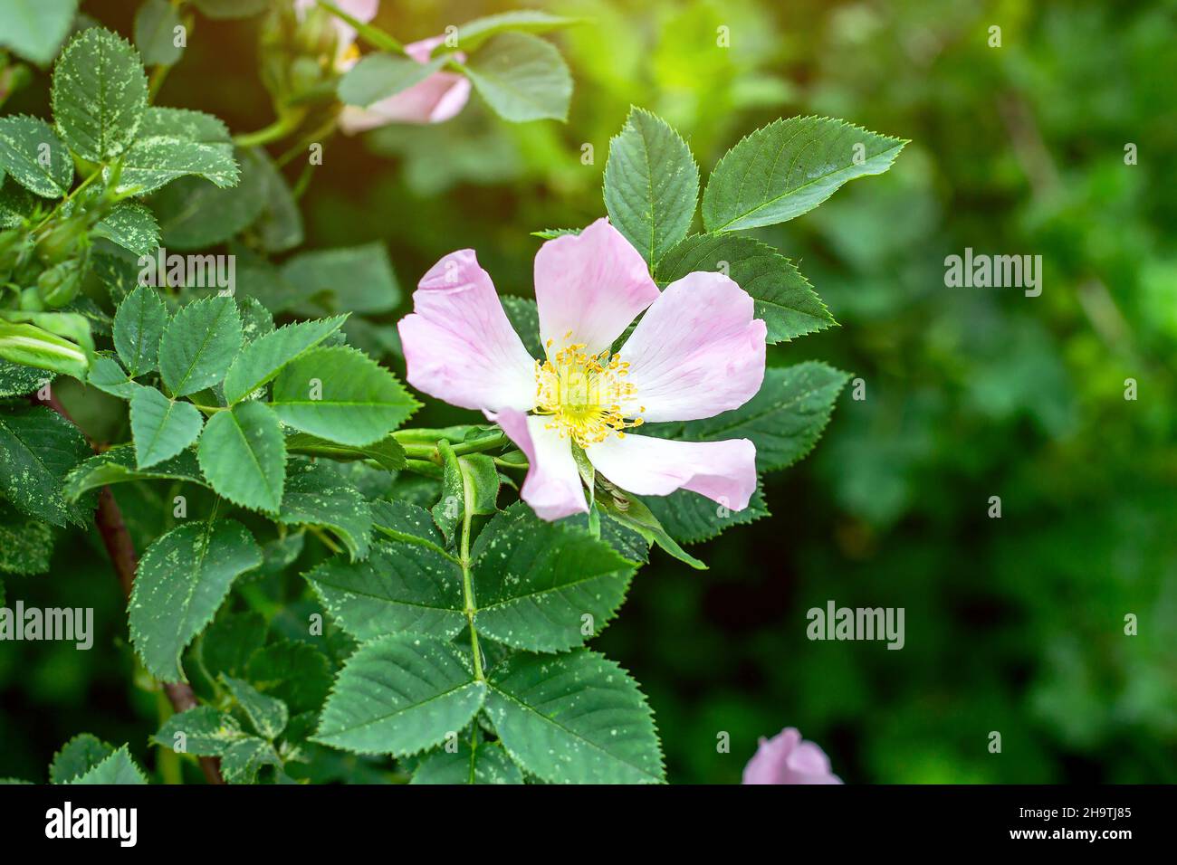 Canker rose hi-res stock photography and images - Alamy