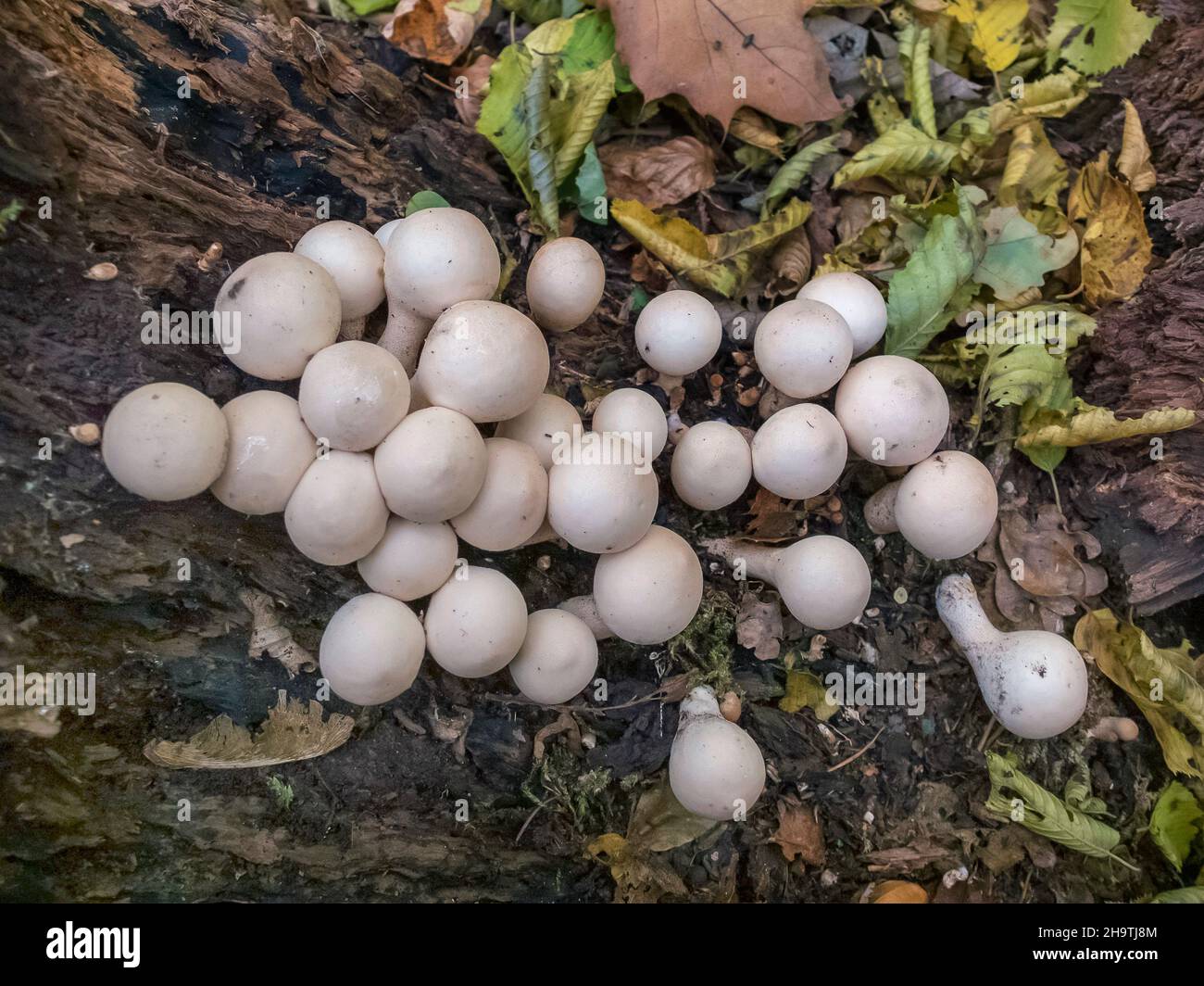 Stump puffball (Lycoperdon pyriforme, Morganella pyriformis), young ...