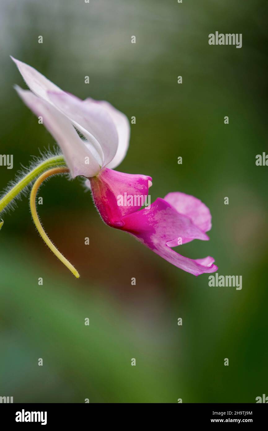 orchid (Calanthe Bryan, Calanthe 'Bryan'), flower of cultivar Bryan ...
