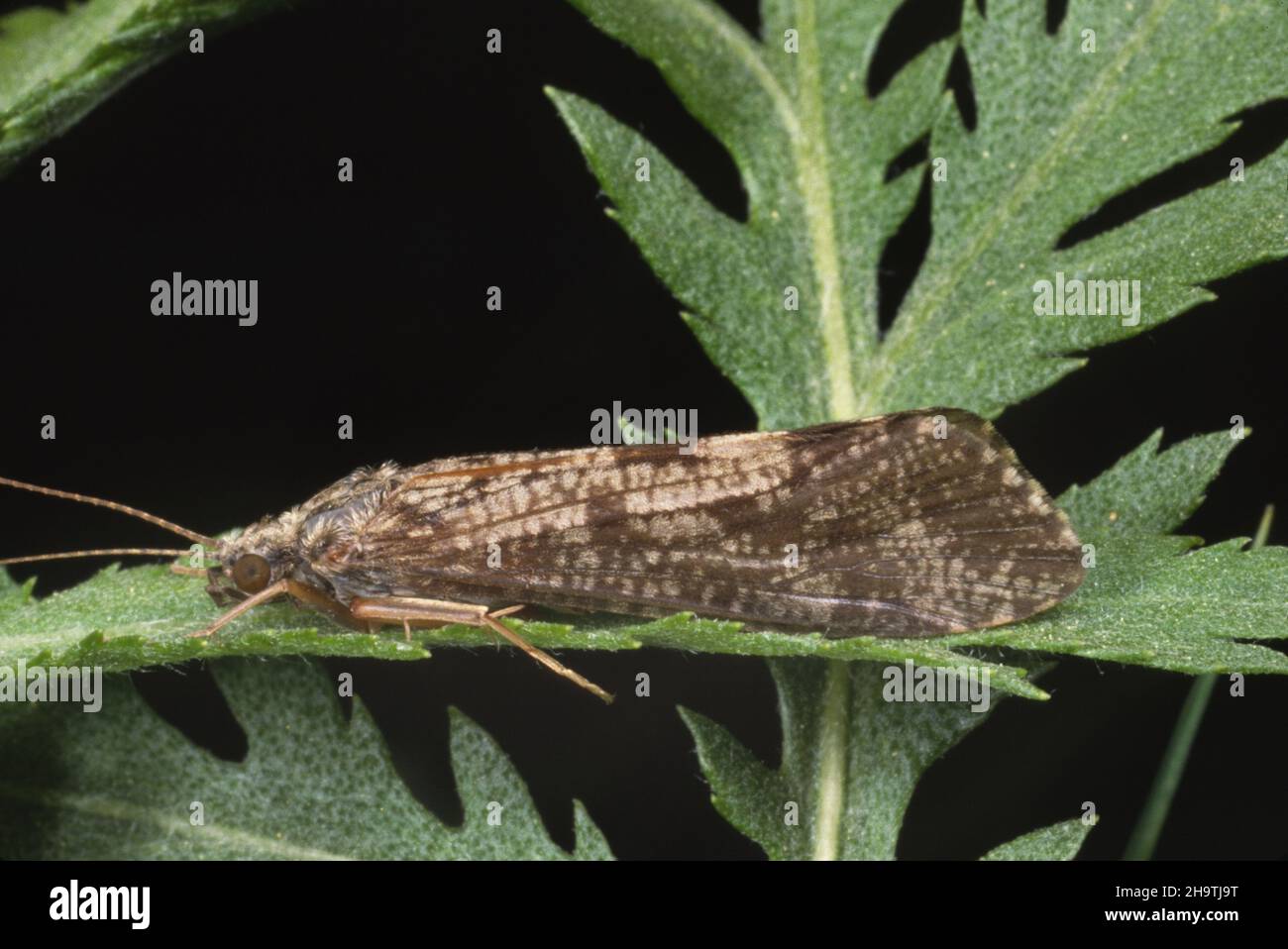 Hydropsychidae High Resolution Stock Photography and Images - Alamy
