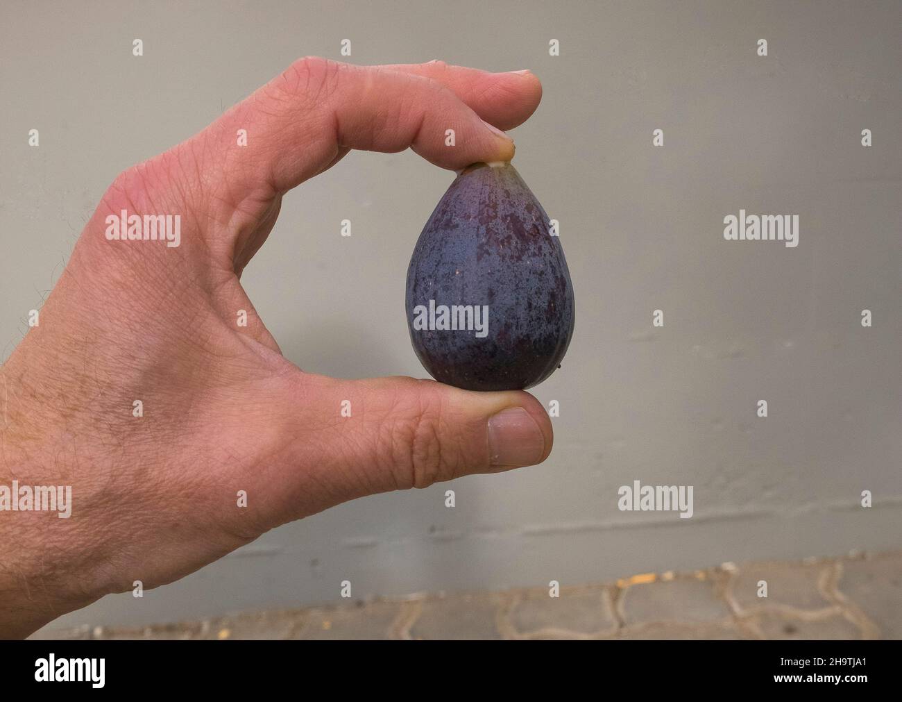 Hands holding figs hi-res stock photography and images - Alamy