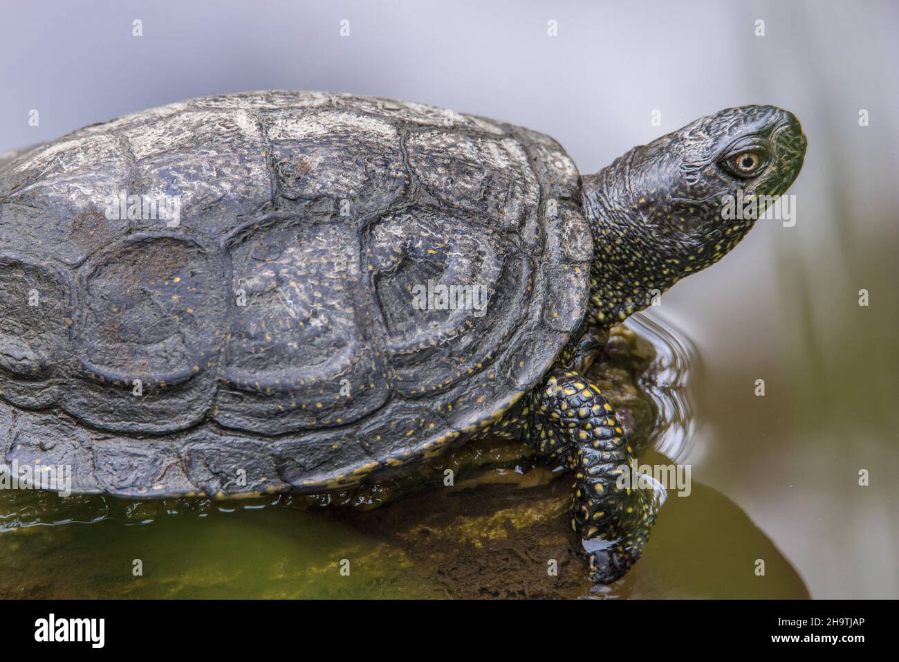 European pond terrapin, European pond turtle, European pond tortoise ...