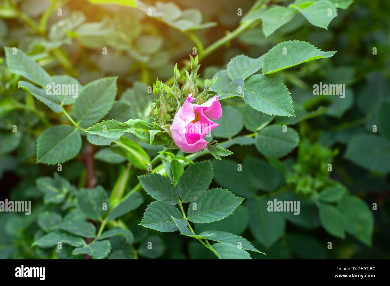 Canker rose hi-res stock photography and images - Alamy