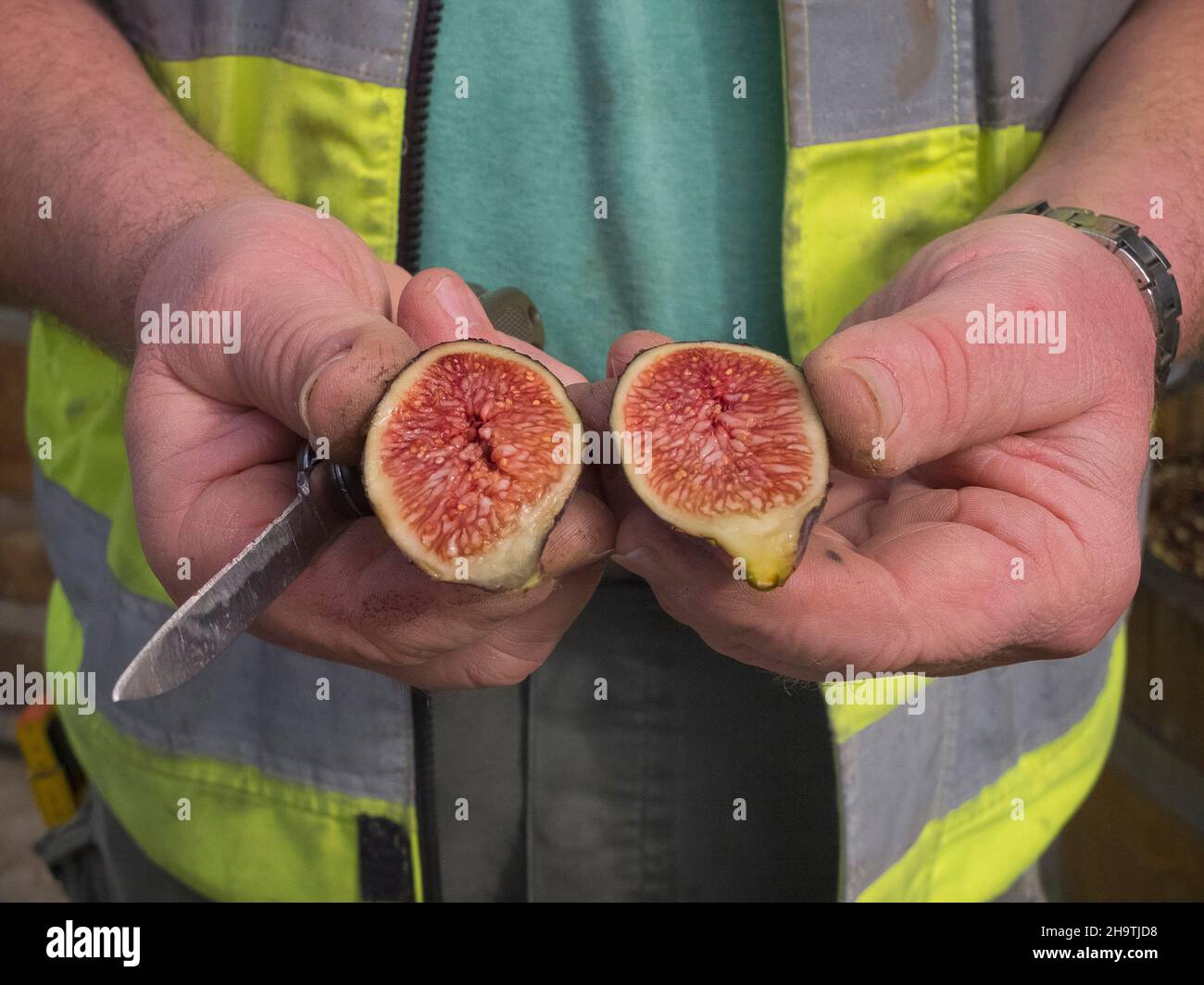 Fig cross section hi-res stock photography and images - Alamy